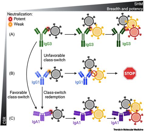 Iki Yüzlü Büküm Tablo Antibody Switching Kenya Konuşkan Pençe