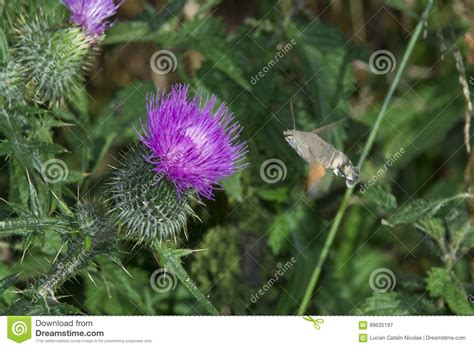 Planta Do Cardo De Leite Imagem De Stock Imagem De Brilhante 89635197