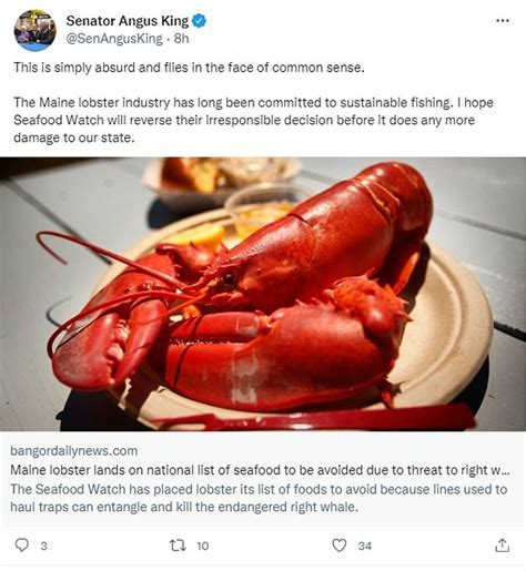 'Seafood watch' program tells consumers to AVOID lobsters because harvesting them endangers ...