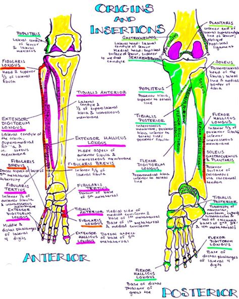 Orthopedics Notes Hansonsanatomy