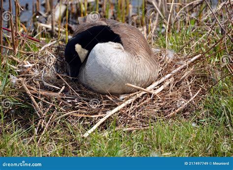 Canadian Goose Nesting Female Laying In A Nest Stock Image Image Of