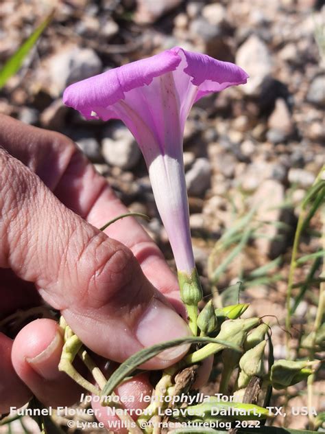 Ipomoea L Spp Idseed