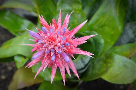 Come Coltivare La Aechmea Fasciata
