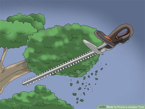 How To Prune A Juniper Tree Steps With Pictures WikiHow