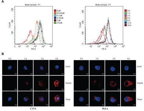 Frontiers Stapled Peptide PROTAC Induced Significantly Greater Anti
