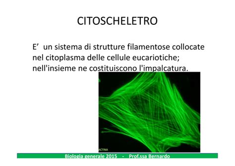 Citoscheletro