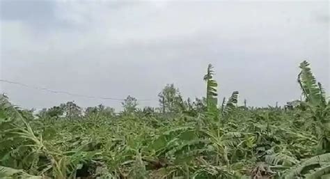 India Farmers Incur Huge Losses As Rains Damage Banana Crop Tfnet