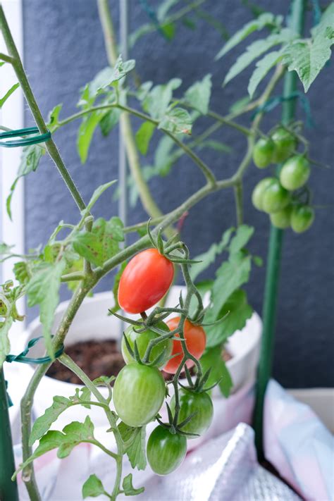 Tsuyoshi ジンギスつよし On Twitter ミニトマトの第一花房が色づき始めました🍅 全国一斉トマバ祭り トマト
