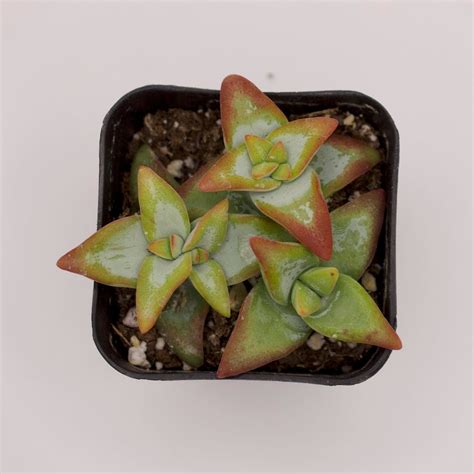 Crassula Conjuncta Etsy