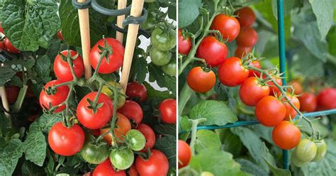 One Secret For Healthy And Productive Tomato Plants Balcony Garden W