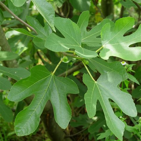 イチジク 野草紹介 さどのめぐみっ茶