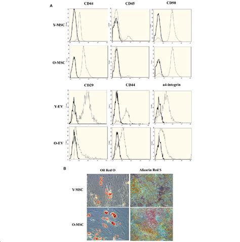 Analysis Of The Expression Of Surface Markers And Characterisation Of Download Scientific