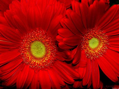 Red Sunflower Wallpaper High Definition High Quality Widescreen
