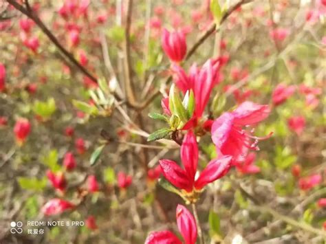 麻城龟峰山景区官方网站——中华长寿山，世界杜鹃园 含苞待放，龟峰山景区杜鹃花季即将来临~