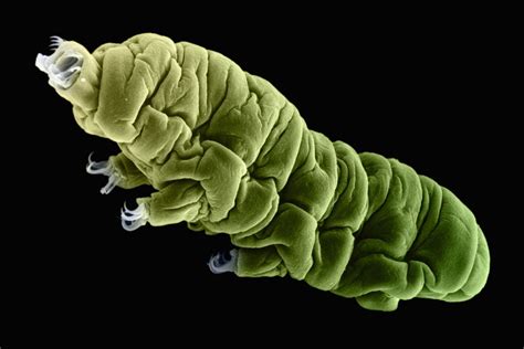 Extremophiles Bacteria