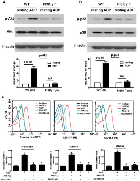 Platelet Pi3kγ Mediates Adp Induced Platelet Activation Through Akt