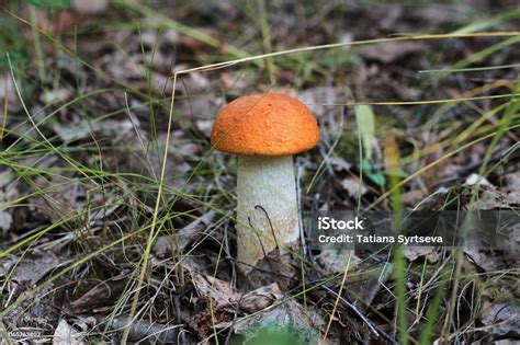 오렌지 캡 볼레투스 숲 식용 버섯의 작물 어린 볼레투스는 숲에서 자라며 붉은 보닛이 달린 버섯과 마른 단풍과 나뭇가지 사이에