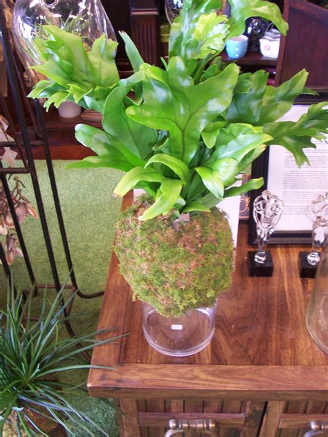 Root Orb Plants By Nv Florist Root Orb Plants By Nv Florist