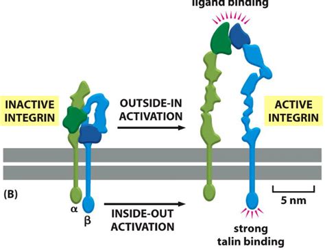 Topic 9 Cell Junctions And Cell Adhesions Bs2004 Molecular And