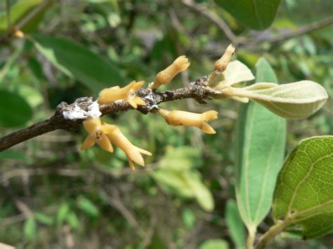 Strychnos Innocua Images Useful Tropical Plants