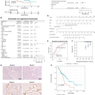Nomogram Based On RRM1 With Clinical Features And RRM1 Prognosis Value