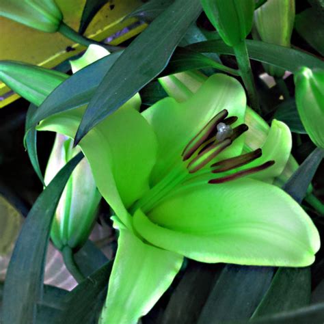 Купить Пакет 50 штук зеленых lilium Брауна цветок семена балкон бонсай ...