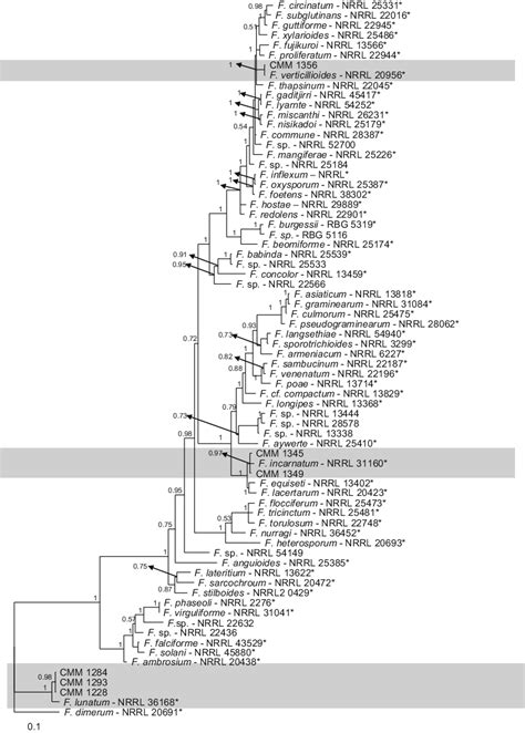 Bayesian Inference Phylogenetic Tree From Fusarium Isolates Using The