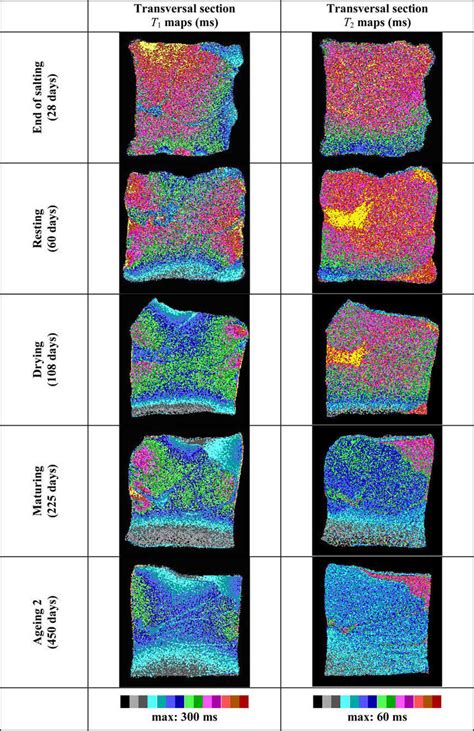 Longitudinal T 1 And Transverse T 2 Relaxation Time Maps For Each