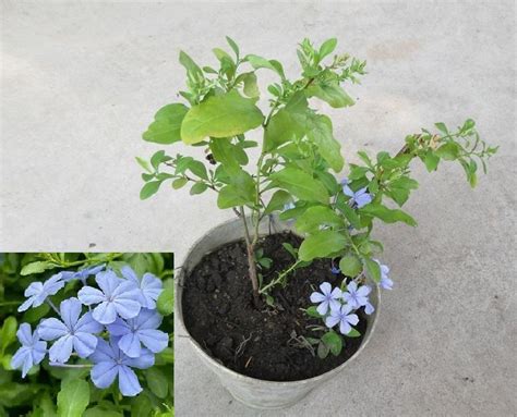 涼し気「ルリマツリ・瑠璃茉莉」開花中抜き苗 メルカリ