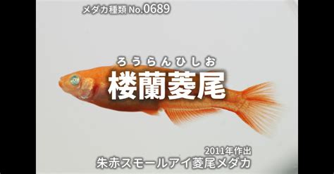 楼蘭菱尾（ろうらんひしお）とは 改良メダカweb図鑑no0689 メダカの品種 朱赤 改良メダカweb図鑑