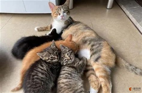 橘猫忠诚还是狸花猫 哪个好看唯宠网