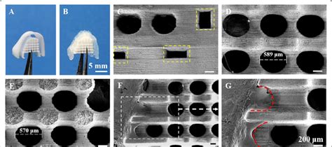 Primary Morphology And Structure Observation For The Biphasic