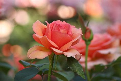 Rose Oil Vs Rosehip Oil Whats The Difference And Which One Is Better
