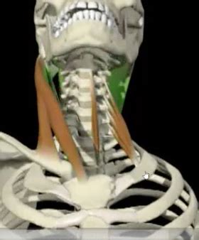 Anatomie T Te Et Cou Cartes Quizlet
