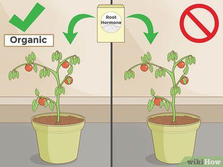 How To Clone Plants Steps With Pictures WikiHow