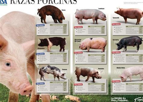 Razas De Cochinos Para Engorde Descubre Las Mejores Opciones Para Tu Granja Todo Engorda