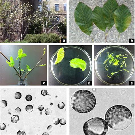 The Protoplast Transfection Ratio And Transient Expression The Ratio