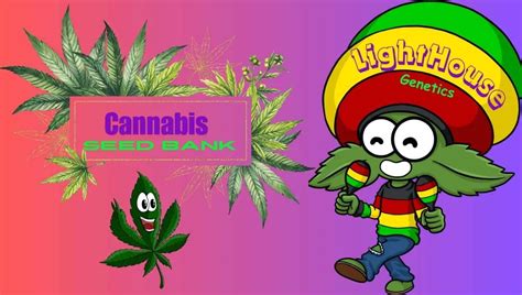 Cannabis Growing Lighthouse Genetics