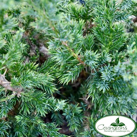 Juniper Parsons Covingtons