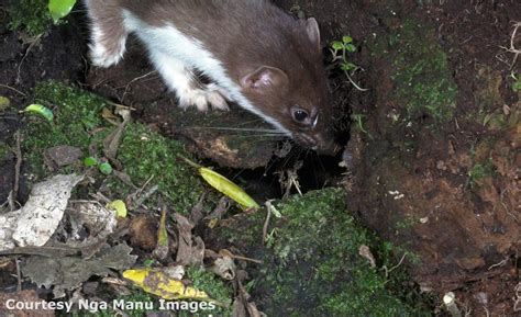 Predation Of Native Birds — Science Learning Hub