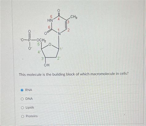 Solved This Molecule Is The Building Block Of Which