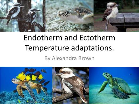 Ppt Endotherm And Ectotherm Temperature Adaptations Powerpoint Presentation Id 2720772