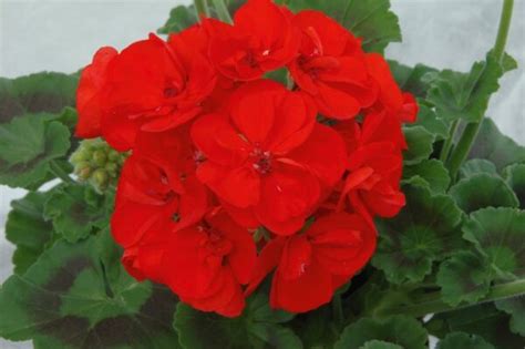 Sunrise Scarlet Bright Elara GÉraniums Doubles Zonal Geranium