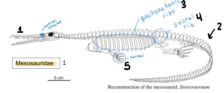 Marine Reptiles Flashcards Quizlet