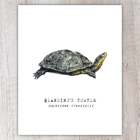 Blandings Turtle Brush And Bark