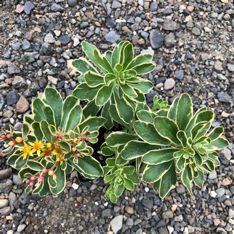 Sedum Kamtschaticum Variegatum Variegated Russian Stonecrop 3 5