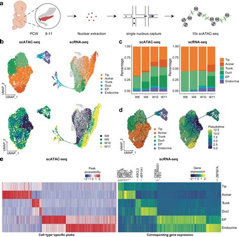 Single Cell Chromatin Accessibility Of Pancreatic Epithelial Cells A