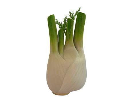 Fennel 3d Model Flippednormals