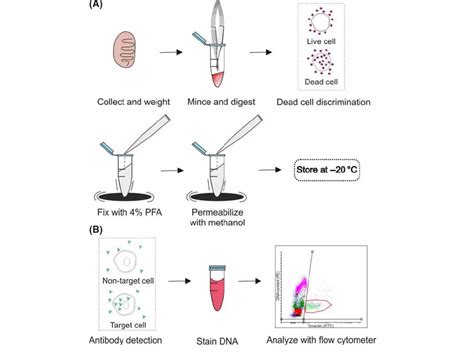 Flow Cytometry Fcm Ppt