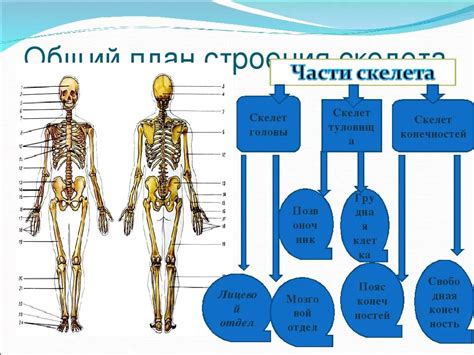 Строение и состав скелета человека